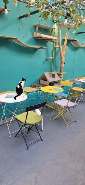 Athens: Cat Cafe Visit with Drink and Sweet - Frequently Asked Questions (FAQs)