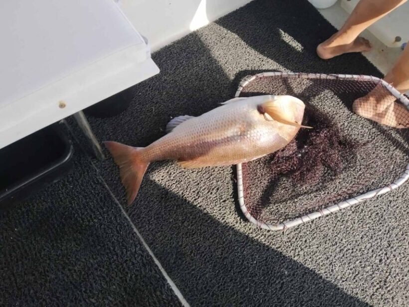 Athens: Fishing Trip Experience on a Boat with Seafood Meal - What Makes This Experience Stand Out