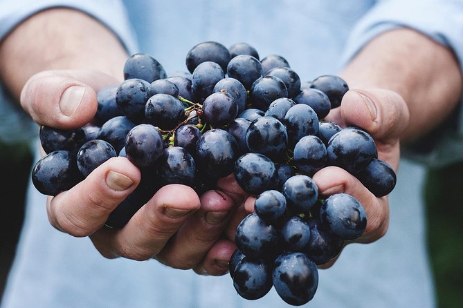 Athens Private Wine Tasting Tour - Dionysian Grapes - Why This Tour Stands Out