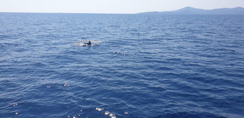 Athens: Riviera Catamaran Tour with Fresh Meal and Drinks - FAQs