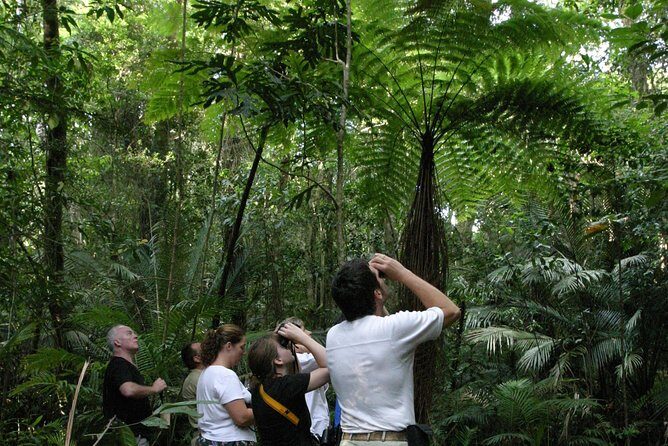 Atherton Tablelands Rain Forest by Night from Cairns - Key Points