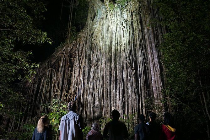 Atherton Tablelands Rain Forest by Night from Cairns - Who’s This Tour Best For?