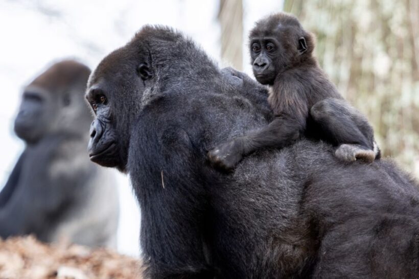 Atlanta CityPASS®: Save up to 49% at 5 Top Attractions - Who Is This Pass Best For?
