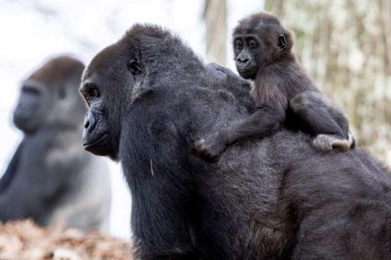 Atlanta CityPASS®: Save up to 49% at 5 Top Attractions - FAQ