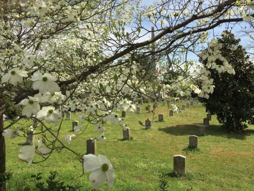 Atlanta: From Civil War to Civil Rights Private Tour - Who Will Love This Tour?