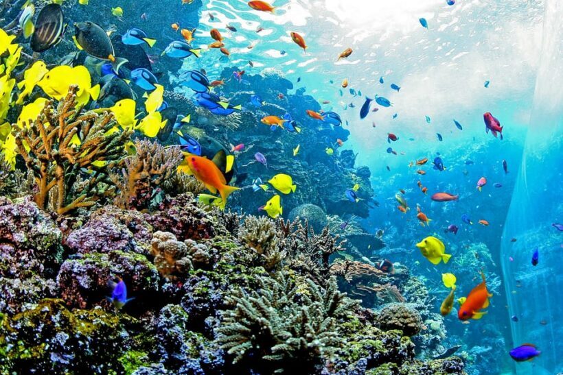 Atlanta: Georgia Aquarium Skip-the-Box-Office Entry Ticket - Final Thoughts