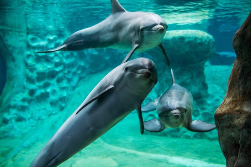 Atlanta: Georgia Aquarium Skip-the-Box-Office Entry Ticket - Key Points