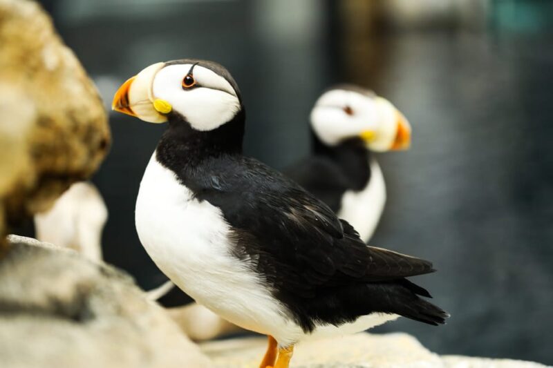 Atlanta: Georgia Aquarium Skip-the-Box-Office Entry Ticket - Practical Advice for Visitors