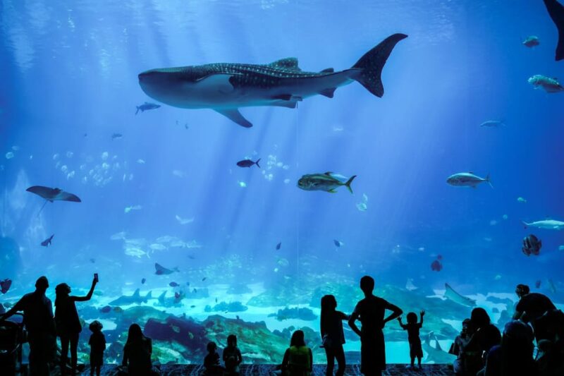 Atlanta: Georgia Aquarium Skip-the-Box-Office Entry Ticket - Frequently Asked Questions