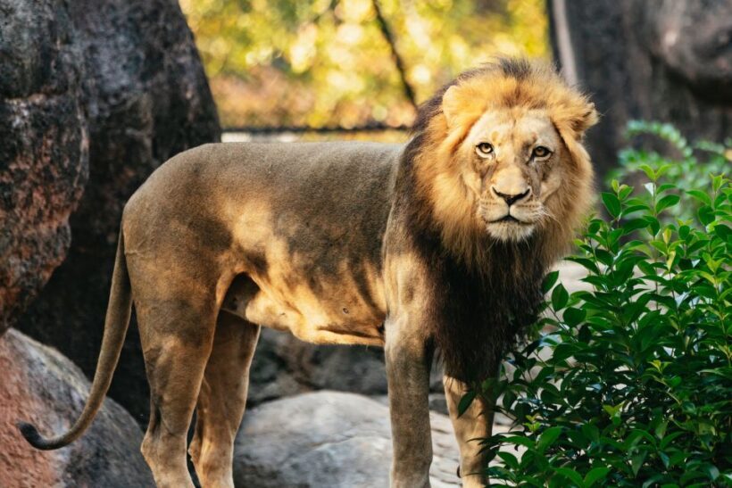 Atlanta: Zoo Atlanta General Admission Ticket - In Closing: Who Will Love Zoo Atlanta?