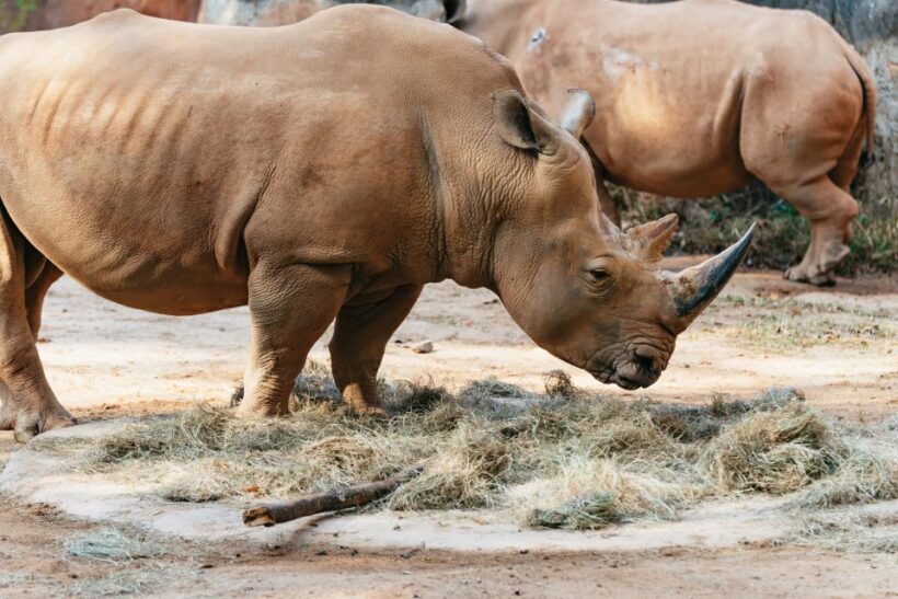 Atlanta: Zoo Atlanta General Admission Ticket - FAQ