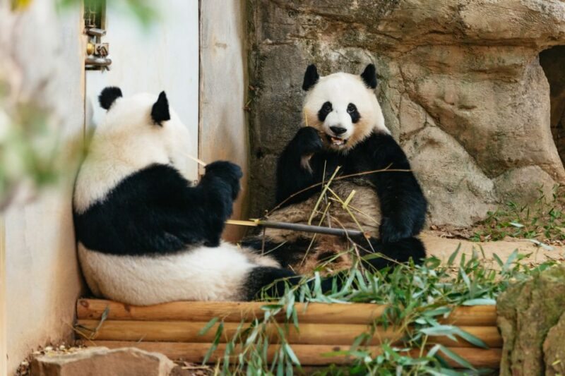 Atlanta: Zoo Atlanta General Admission Ticket - The Itinerary: Making the Most of Your Day