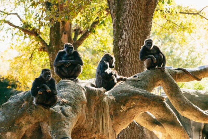 Atlanta: Zoo Atlanta General Admission Ticket - Authentic Experiences Based on Visitor Feedback