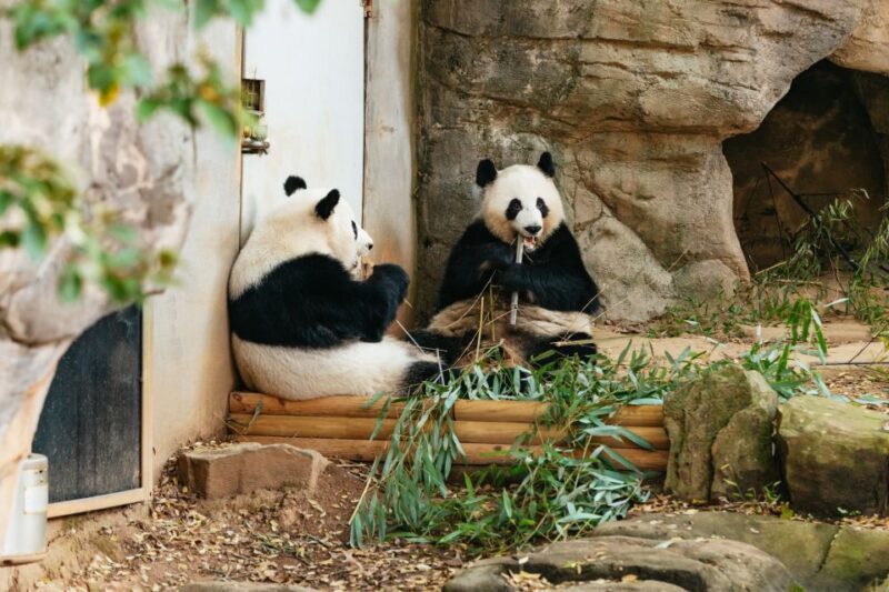 Atlanta: Zoo Atlanta General Admission Ticket - Analyzing the Cost and Value