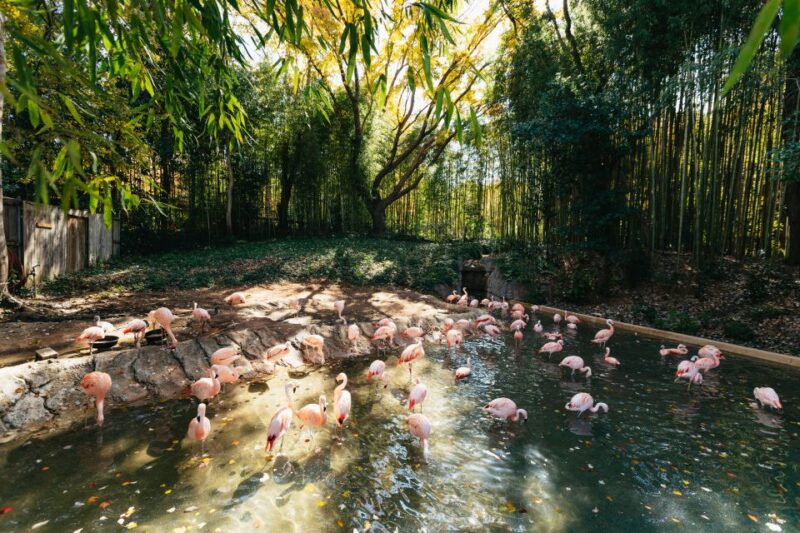Atlanta: Zoo Atlanta General Admission Ticket - FAQs