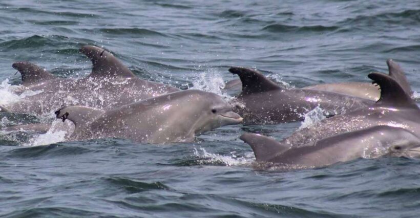 Atlantic City: Dolphin Watching Ocean Cruise Adventure - Final Thoughts: Is It for You?