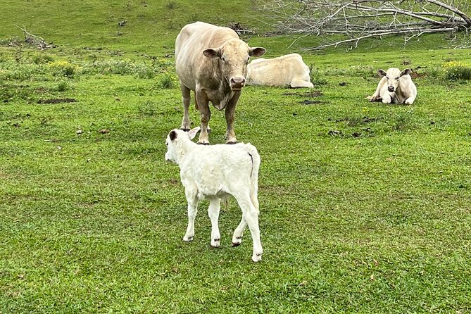 ATV Ranch Ride Big Island Hawaii - Breathtaking Vistas