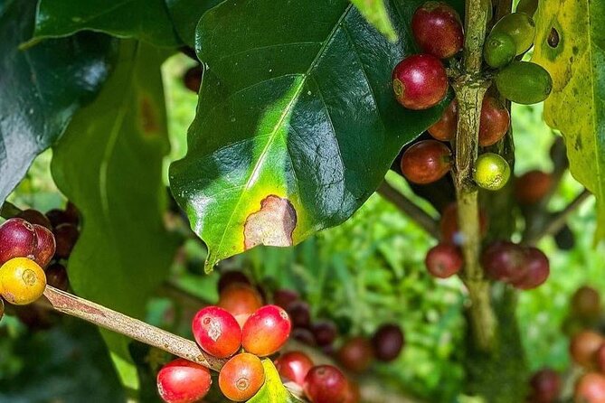 ATV Waterfall & Organic Coffee Farm With Lunch - Booking Flexibility and Confirmation