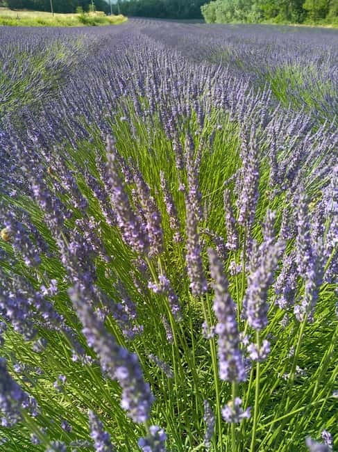 au départ Avignon: half-day in 3 villages of Provence - Who Is This Tour Best For?