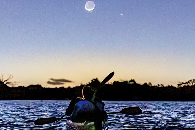Auckland Bioluminescence Kayak Tour - The Experience: What You Can Expect