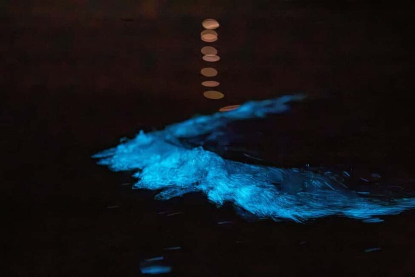 Auckland: Bioluminescence Kayak Tour - Key Points