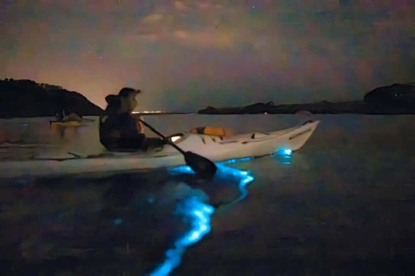 Auckland: Bioluminescence Kayak Tour - The Experience in Detail