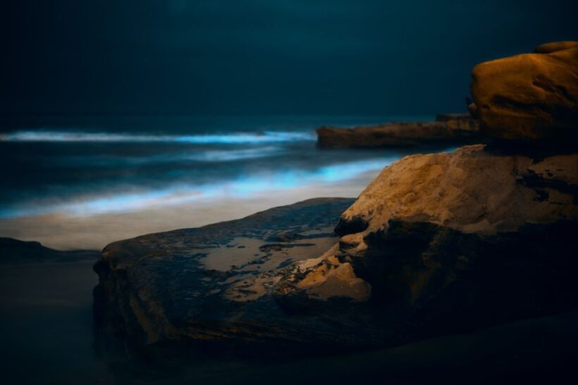 Auckland: Bioluminescence Kayak Tour - Final Thoughts on Value and Suitability