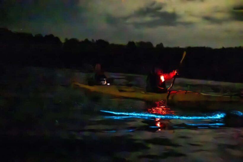 Auckland: Bioluminescence Kayak Tour - FAQs