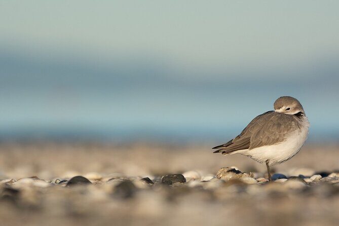 Auckland Birdwatching and Hiking Private Tour - Exploring the Itinerary in Detail