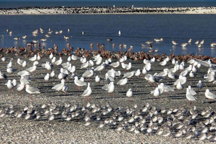 Auckland: Birdwatching, Hiking & Waterfalls Tour - Starting Off: The Journey Begins with Comfort and Convenience