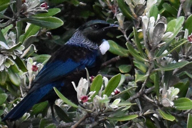 Auckland Bush, Beach and Bites Trail - Who Will Love This Tour?