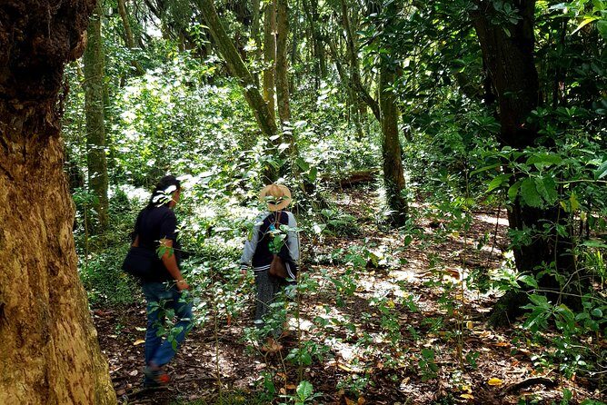 Auckland Bush, Beach and Bites Trail - FAQs