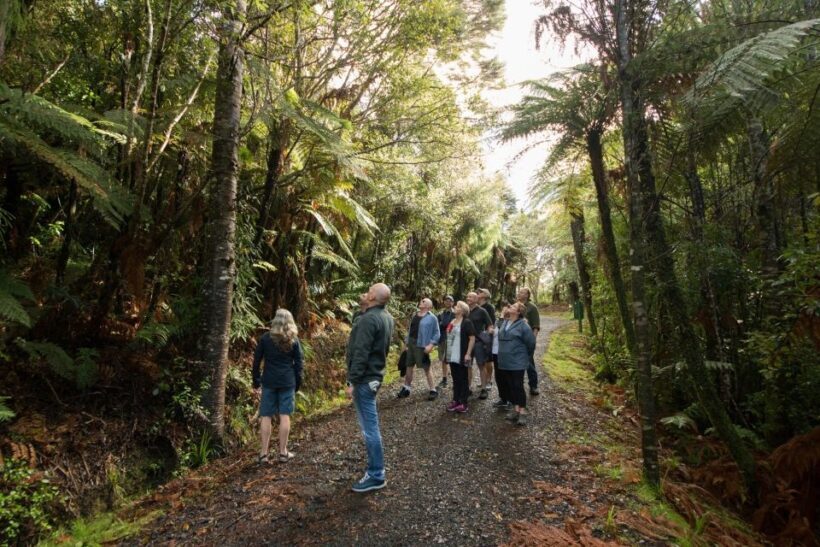 Auckland City, Beaches & Rainforest Premium Small Group Tour - Transition to Nature: The Waitakere Ranges