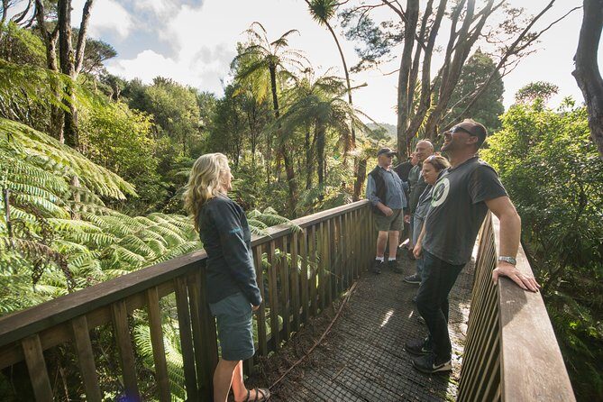 Auckland City Highlights, Afternoon Piha Beach & Rainforest Tour - Key Points