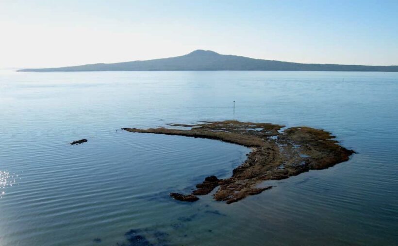 Auckland: City Highlights and Native Forest Experience - An In-Depth Look at the Auckland Highlights and Forest Tour