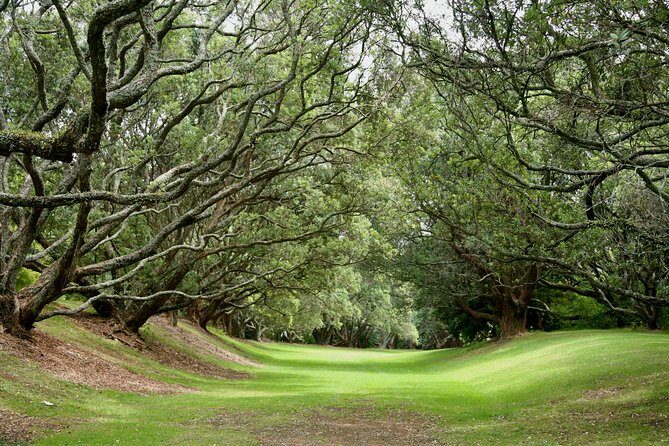 Auckland City & Native Forest Experience - Fully Guided Day Tour - Authentic Feedback from Travelers