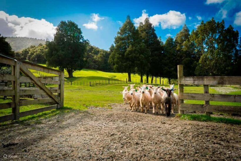 Auckland: City Sights & Sheep Shearing with Lunch - How the Experience Feels for Travelers