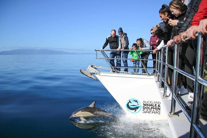 Auckland Dolphin and Whale Watching Eco-Safari Cruise - Introduction - First Impressions of Auckland’s Eco-Safari
