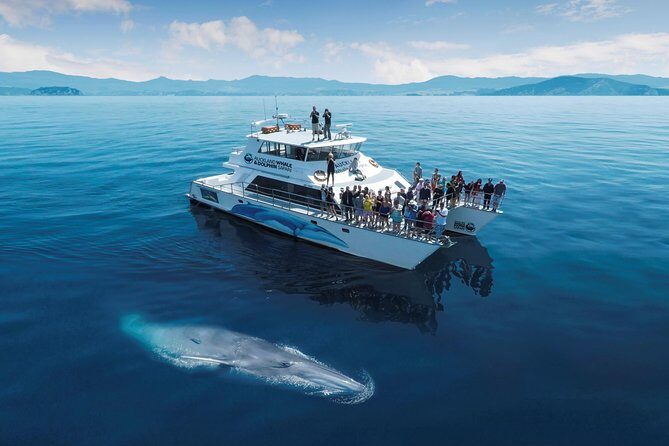 Auckland Dolphin and Whale Watching Eco-Safari Cruise - The Value of the Experience