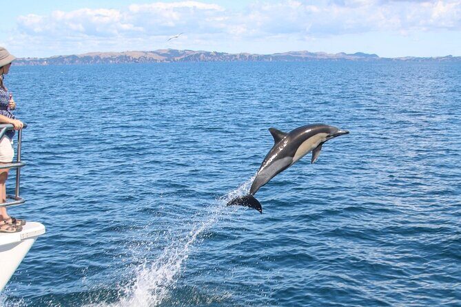 Auckland Dolphin and Whale Watching Eco-Safari Cruise - What Travelers Love (and What They Don’t)