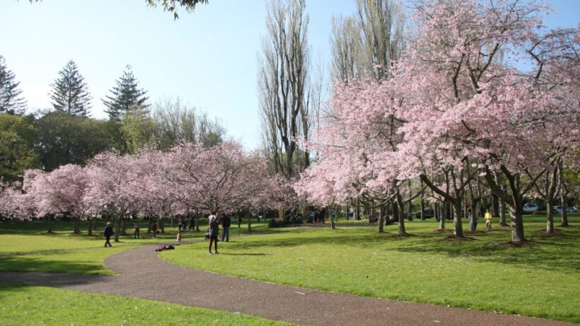 Auckland: Full-Day City Tour - Who Is This Tour Best For?