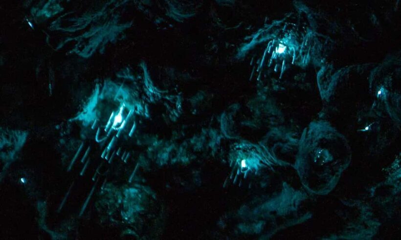 Auckland Glowworm Tour - Key Points