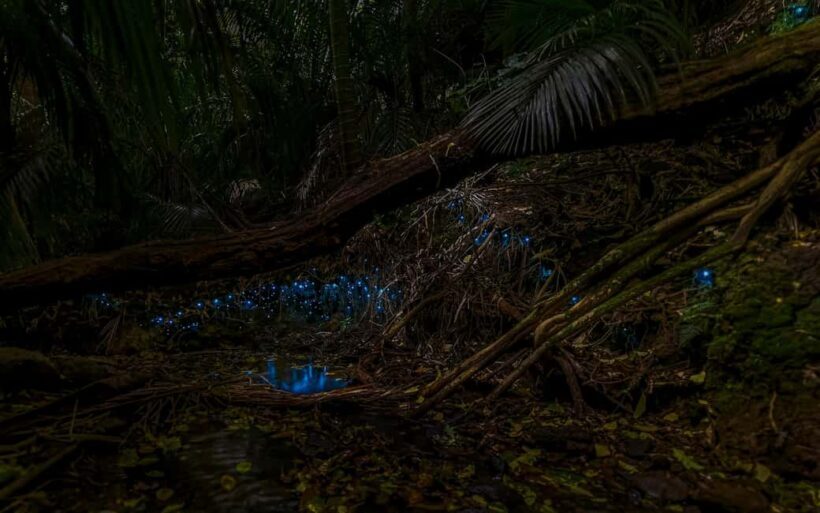 Auckland Glowworm Tour - An In-Depth Look at the Auckland Glowworm Tour