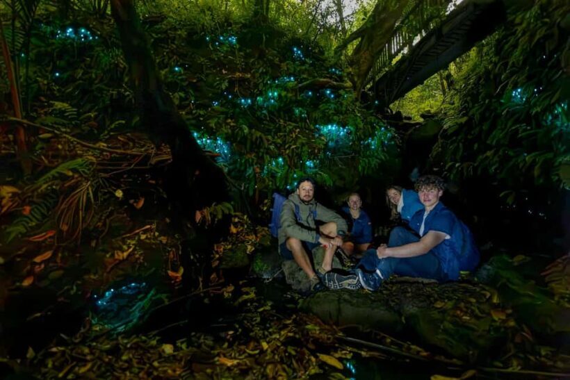 Auckland Glowworm Tour - The Sum Up