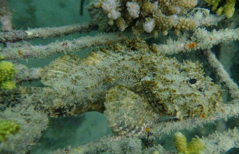 Auckland: Guided Snorkeling and Island Exploration Tours - Authentic Wildlife Encounters and Scenic Views