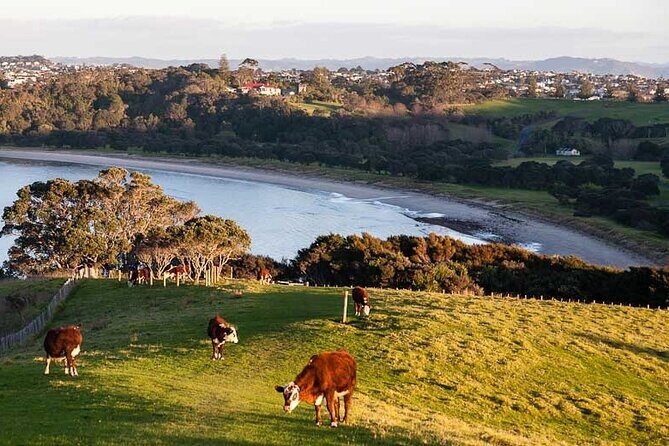 Auckland Hidden gem Tour - An In-Depth Look at the Auckland Hidden Gem Tour
