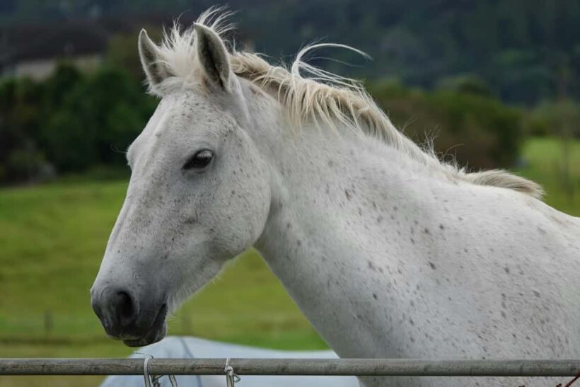 Auckland: Horseback Riding Through Vines with Wine & Dine - Gourmet Lunch & Premium Wines: A Culmination of the Day