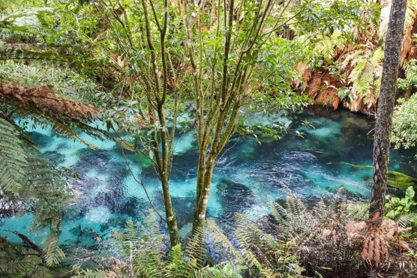 Auckland: LOTR, Hobbiton Movie Set & Hamurana Spring Tour - What to Keep in Mind