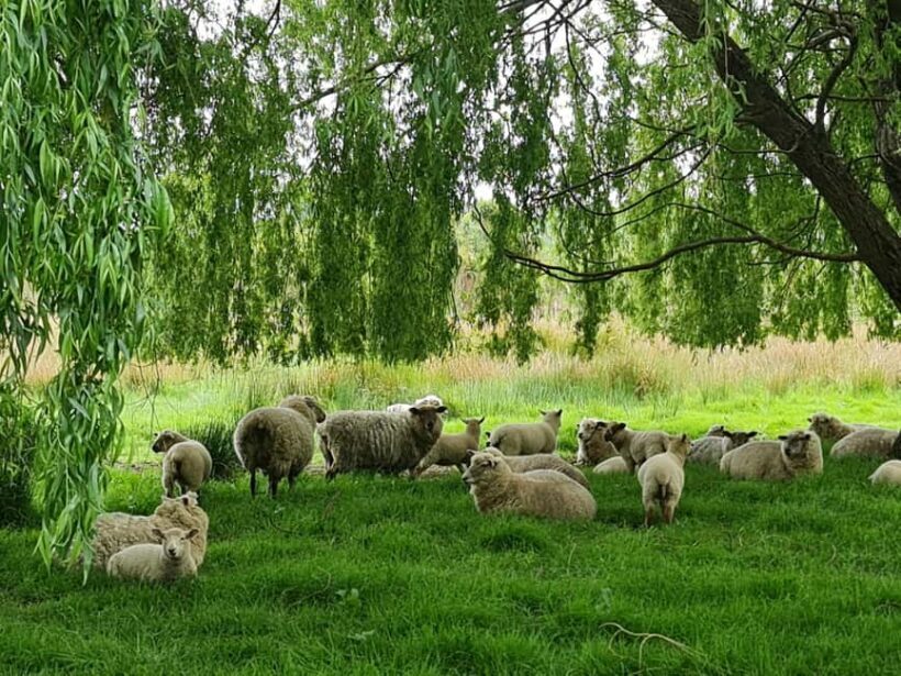 Auckland Nature Tour - The Sum Up