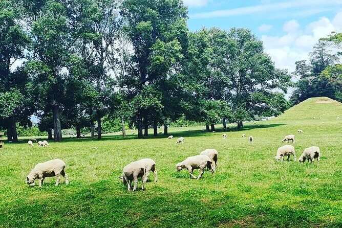 Auckland Nature Tour - FAQ